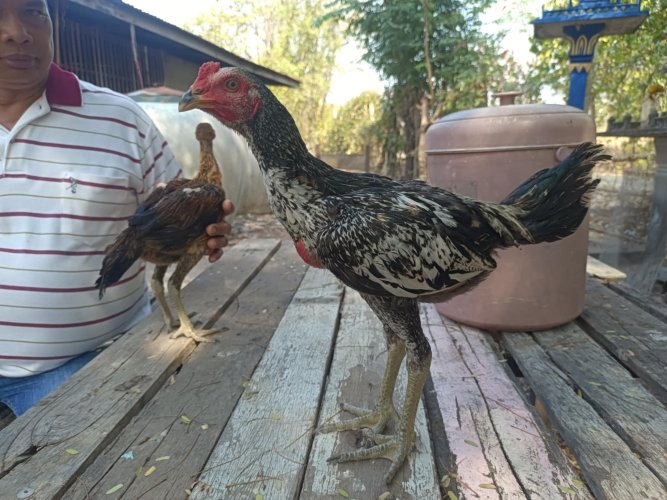 ขายลูกไก่ชนสายเลือดเงินล้าน เริ่มต้น800บาท ได้100pv - MyStar V8